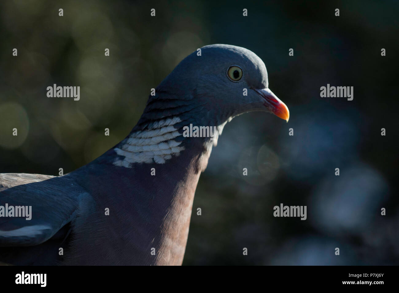Common Wood Pigeon looking at the camera Stock Photo - Alamy