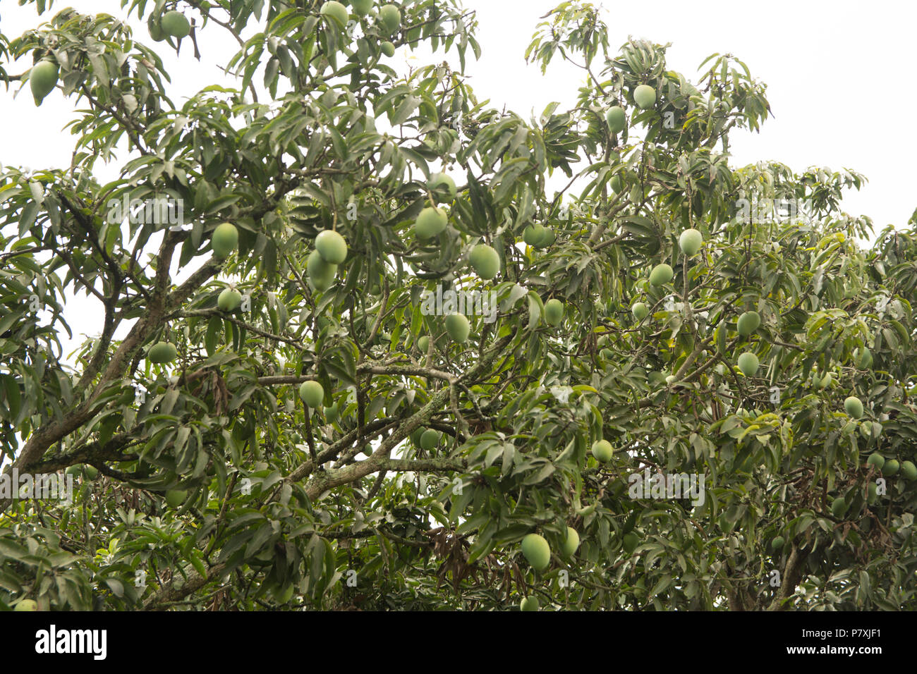 Mango farming hi-res stock photography and images - Alamy