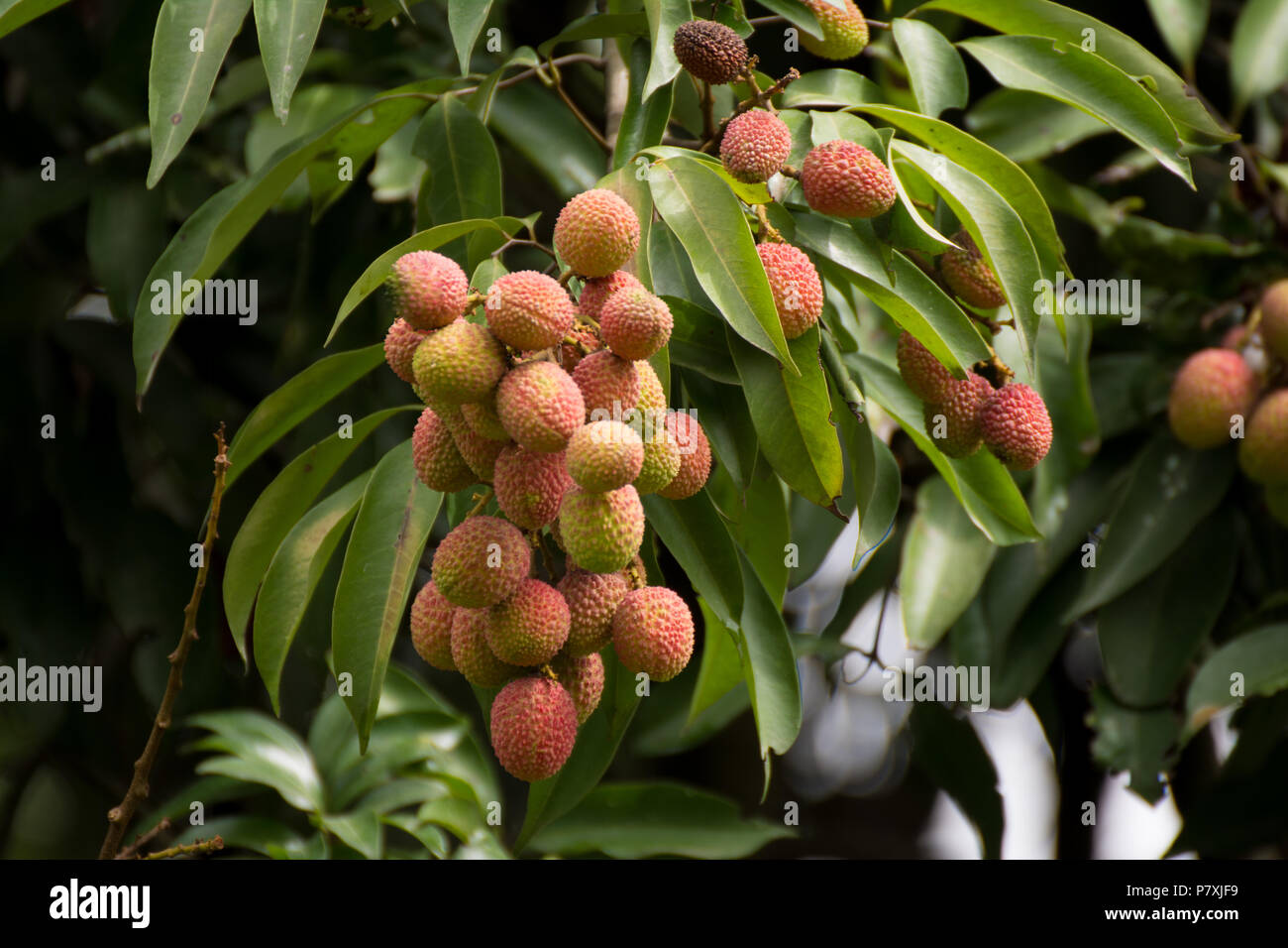 Lychee Farming at Kavre, Nepal Stock Photo - Alamy