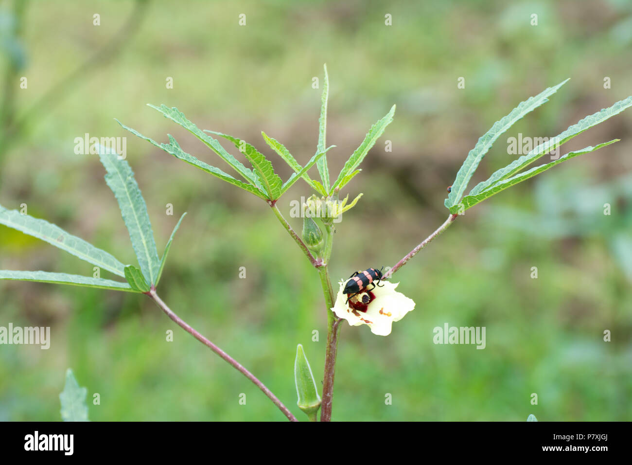 A beautiful bug eating Ladiesfinger Flower Stock Photo - Alamy