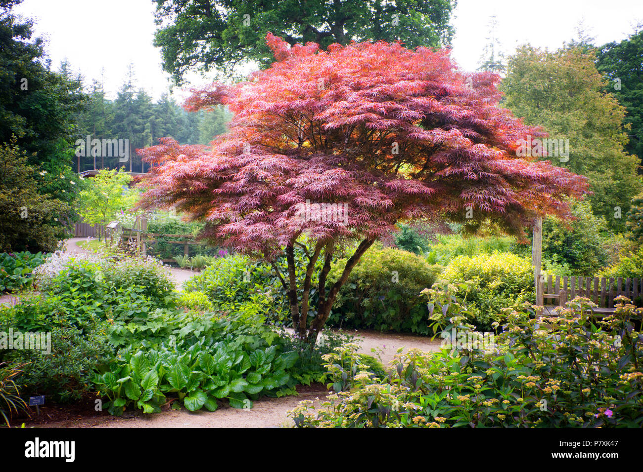 Purple acer palmatum japanese maple hi-res stock photography and images ...