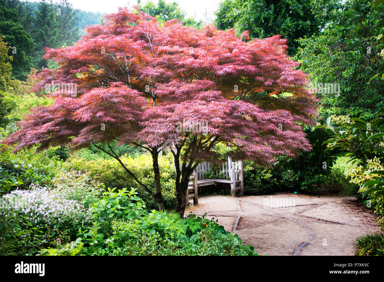 Purple acer palmatum at RHS Rosemoor Gardens, Devon, UK - John Gollop ...