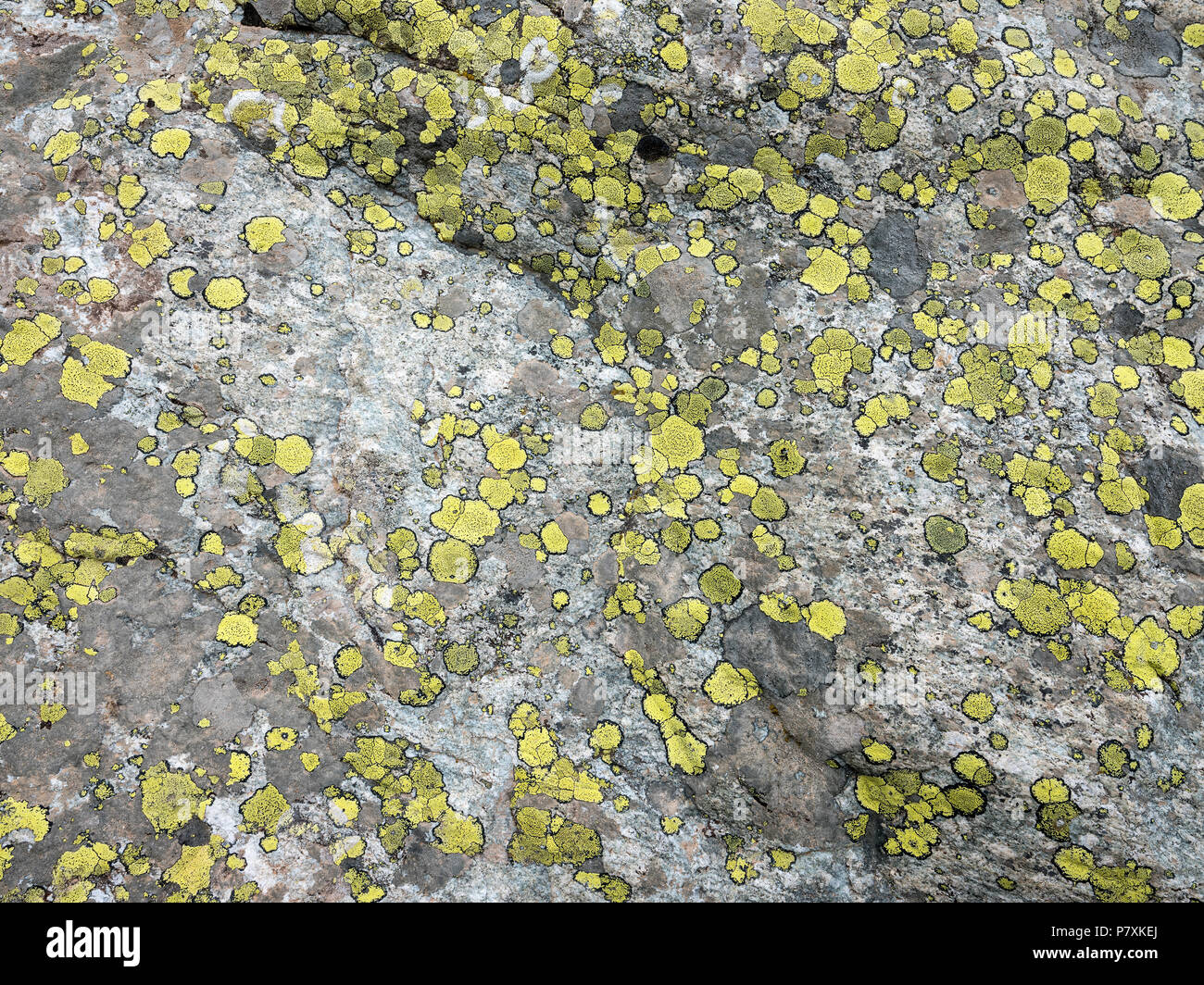 background consisting of green yellow moss patches on grey natural rock ...