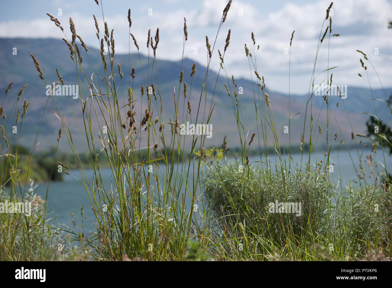 Nebraska sedge hi-res stock photography and images - Alamy