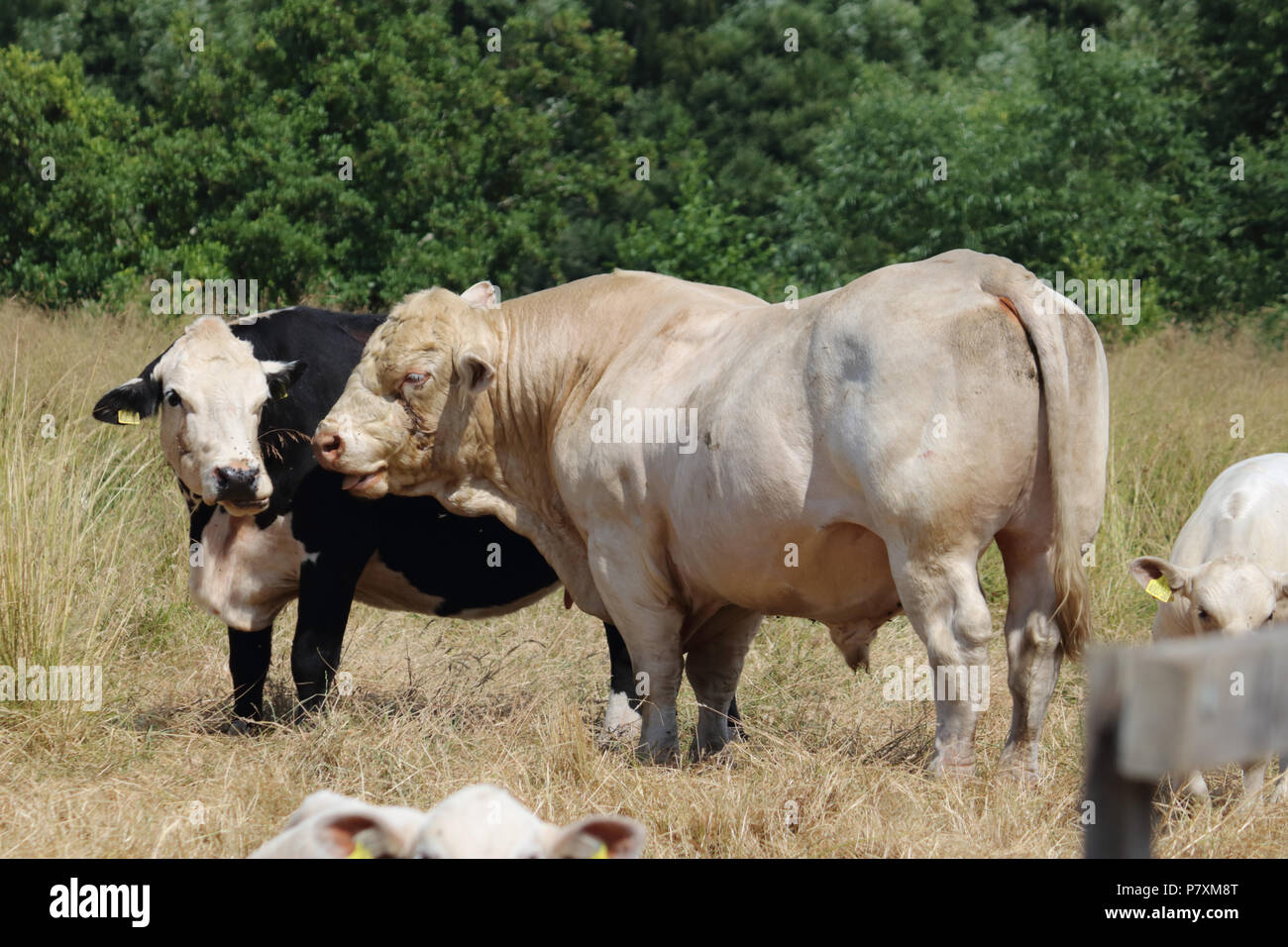 Cows roaming in farmland at Send Surrey Stock Photo - Alamy
