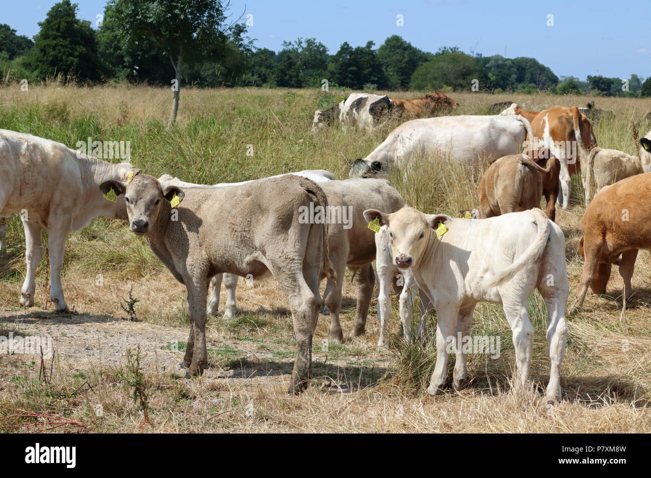 Cows roaming hi-res stock photography and images - Alamy