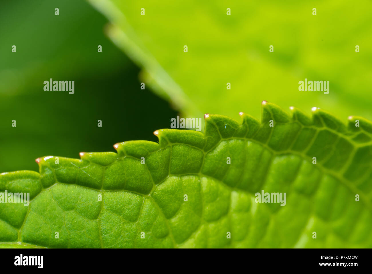 Abstract plants in garden Stock Photo - Alamy