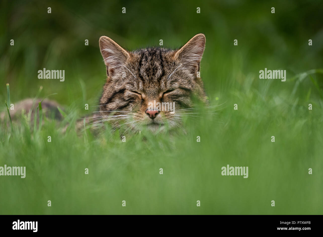 Time for a nap Stock Photo - Alamy