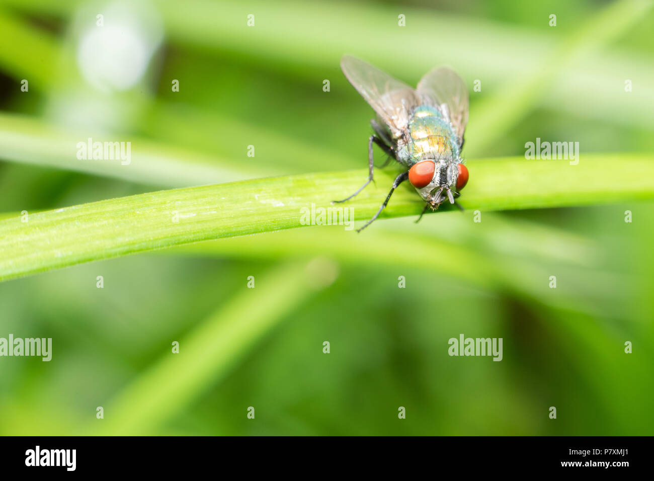 Insects in the garden Stock Photo - Alamy