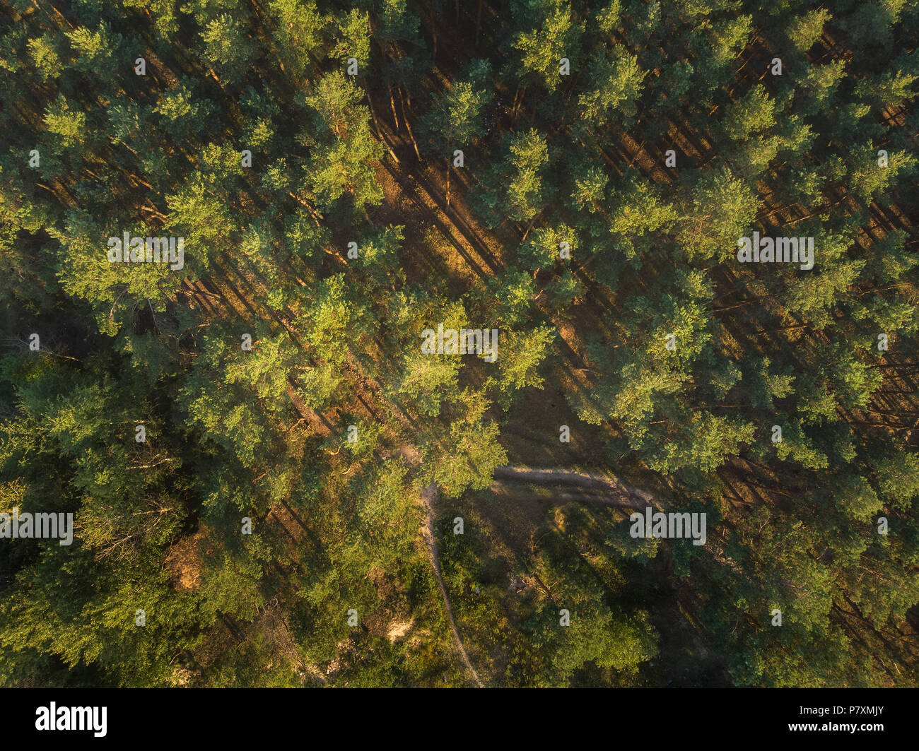 Pine cones from above hi-res stock photography and images - Alamy
