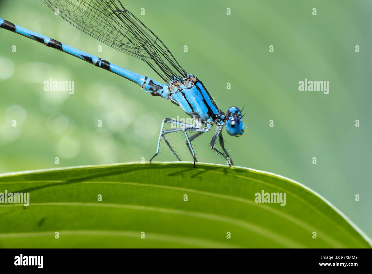 Insects in the garden Stock Photo - Alamy