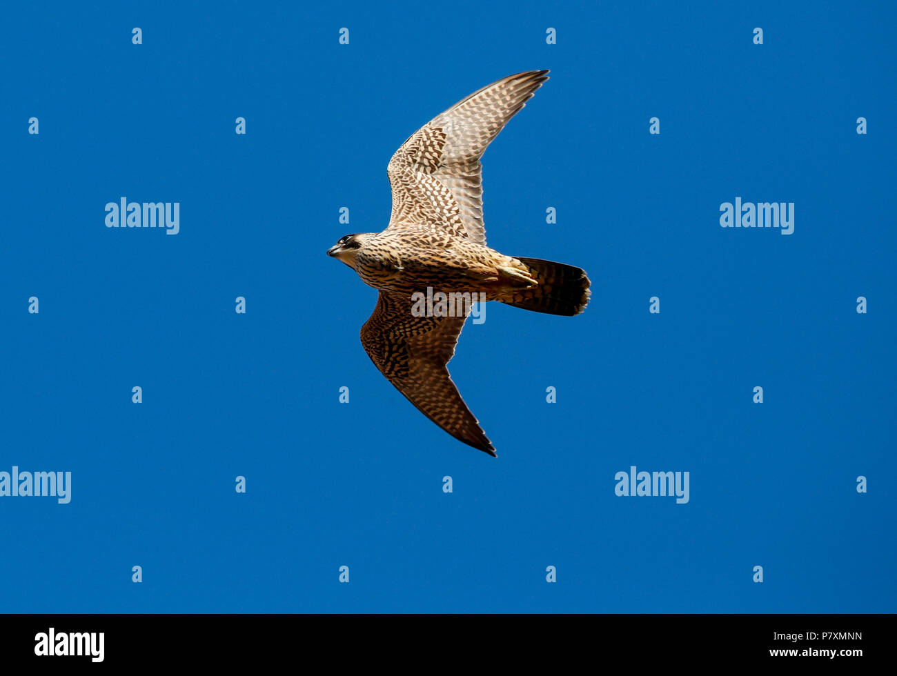 Beak peregrine falcon open wings hi-res stock photography and images ...