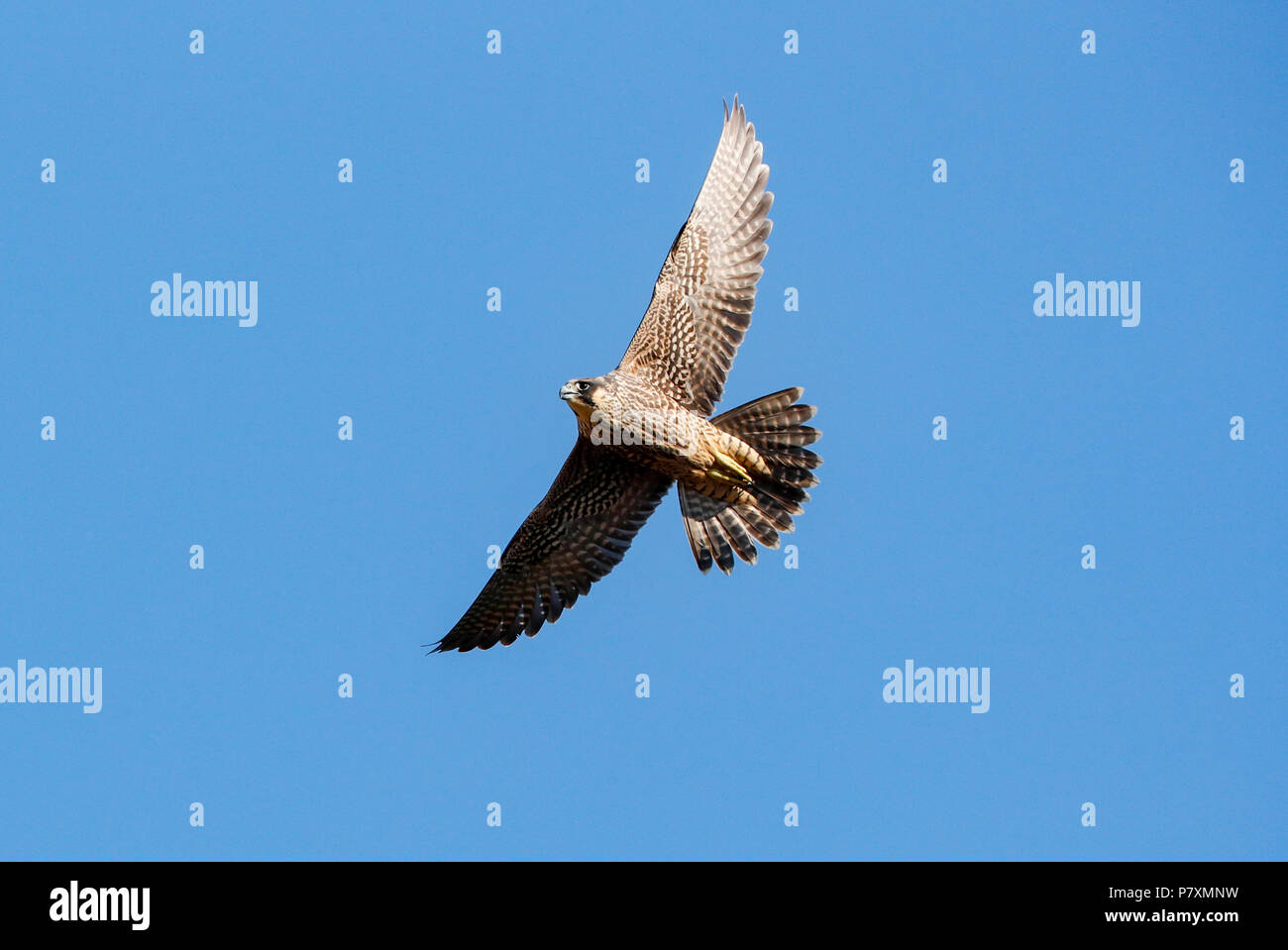 Beak peregrine falcon open wings hi-res stock photography and images ...