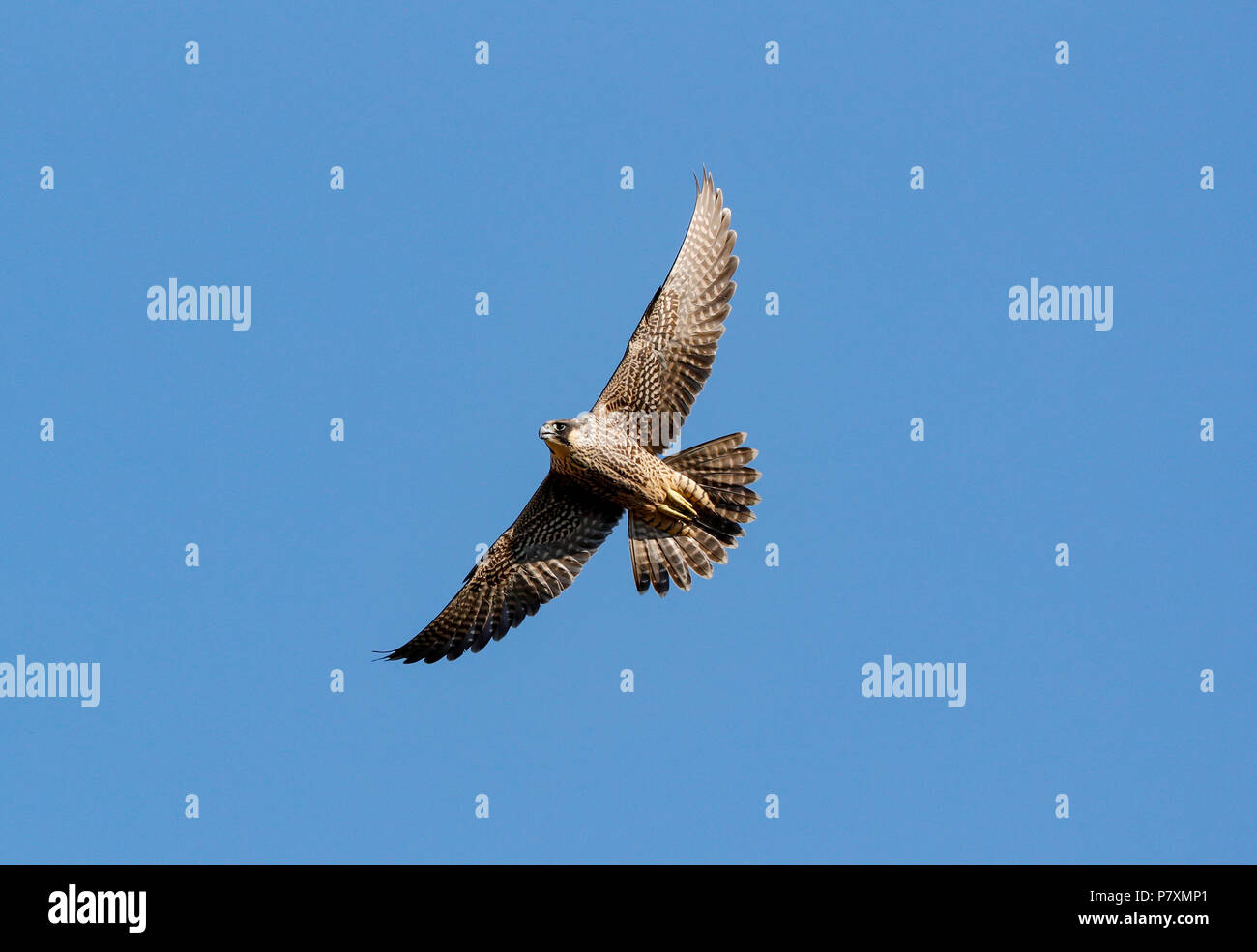 Beak peregrine falcon open wings hi-res stock photography and images ...