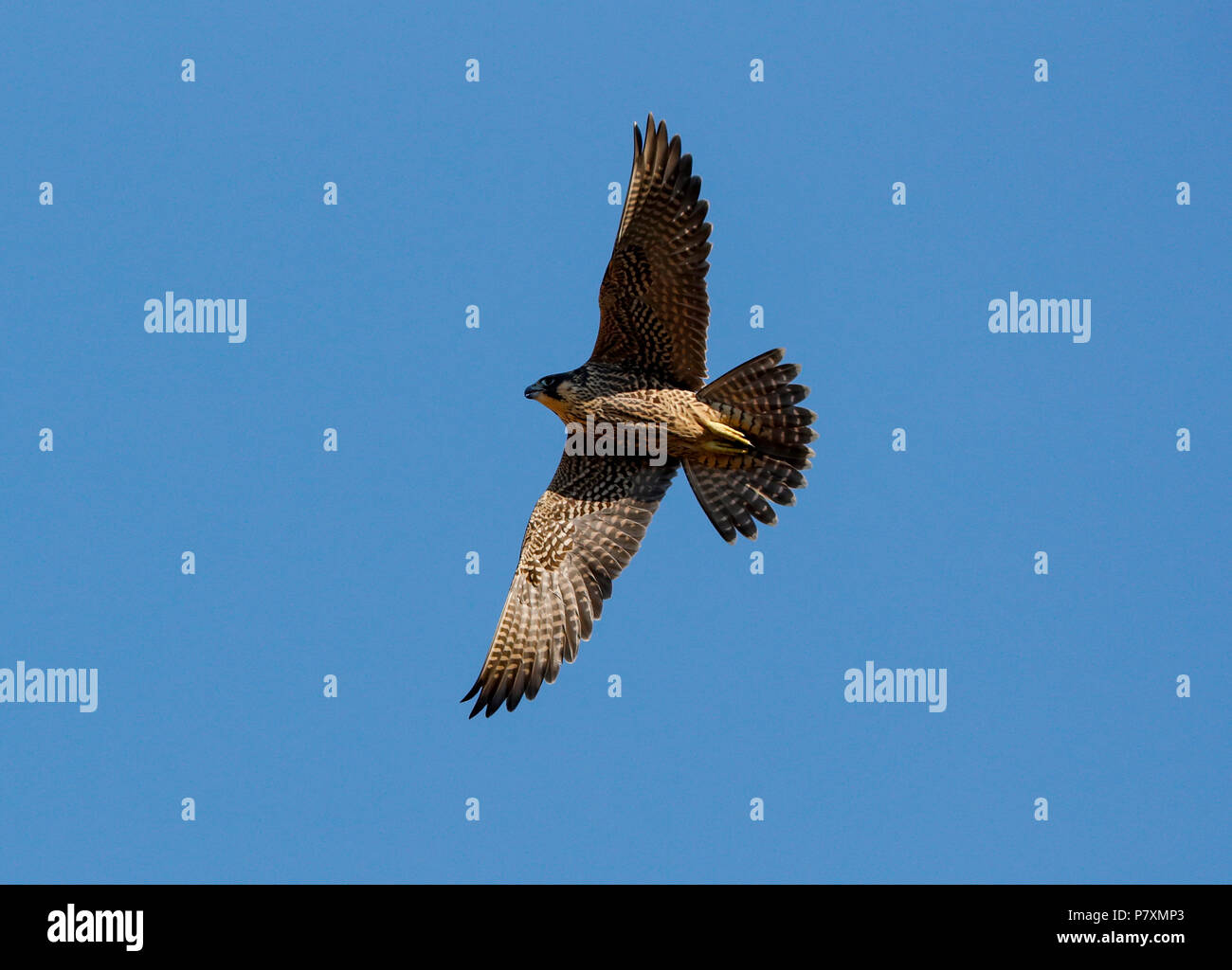 Arched claws hi-res stock photography and images - Alamy