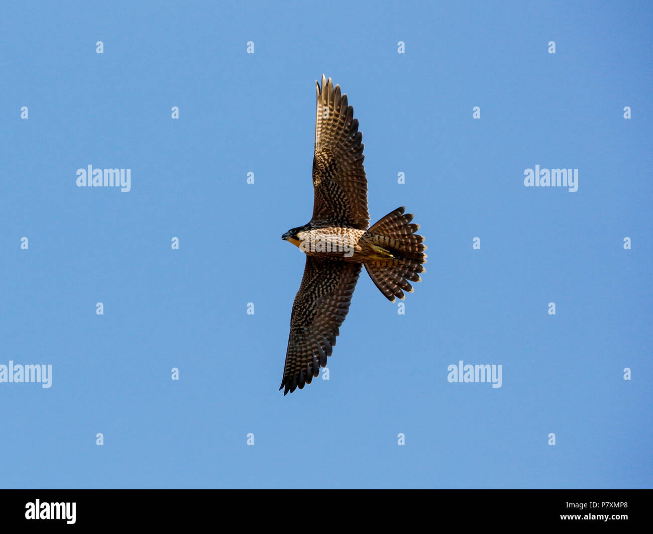 Beak peregrine falcon open wings hi-res stock photography and images ...