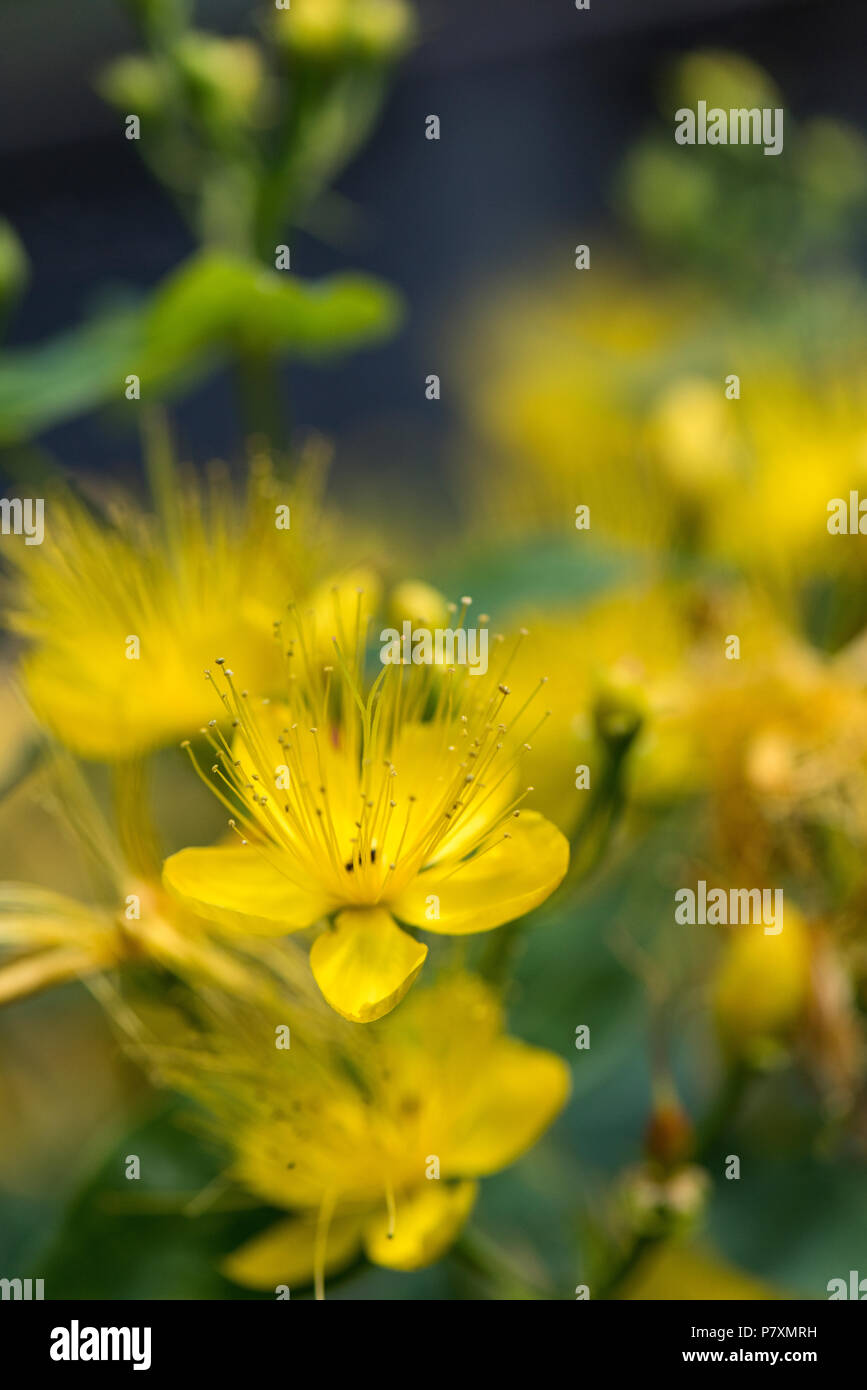 Wart Stock Photos & Wart Stock Images - Alamy