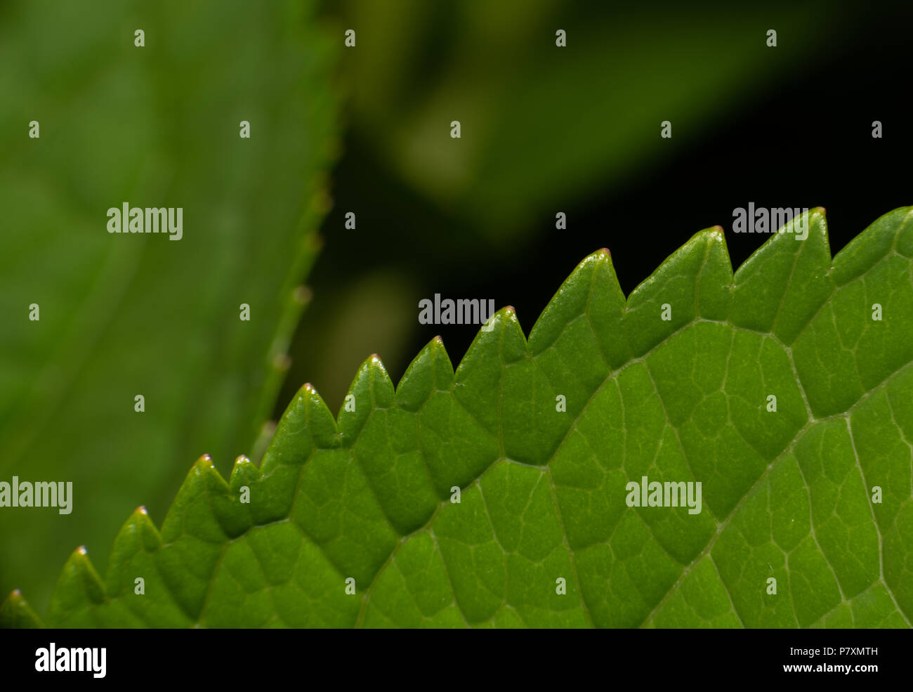 Abstract plants in garden Stock Photo - Alamy