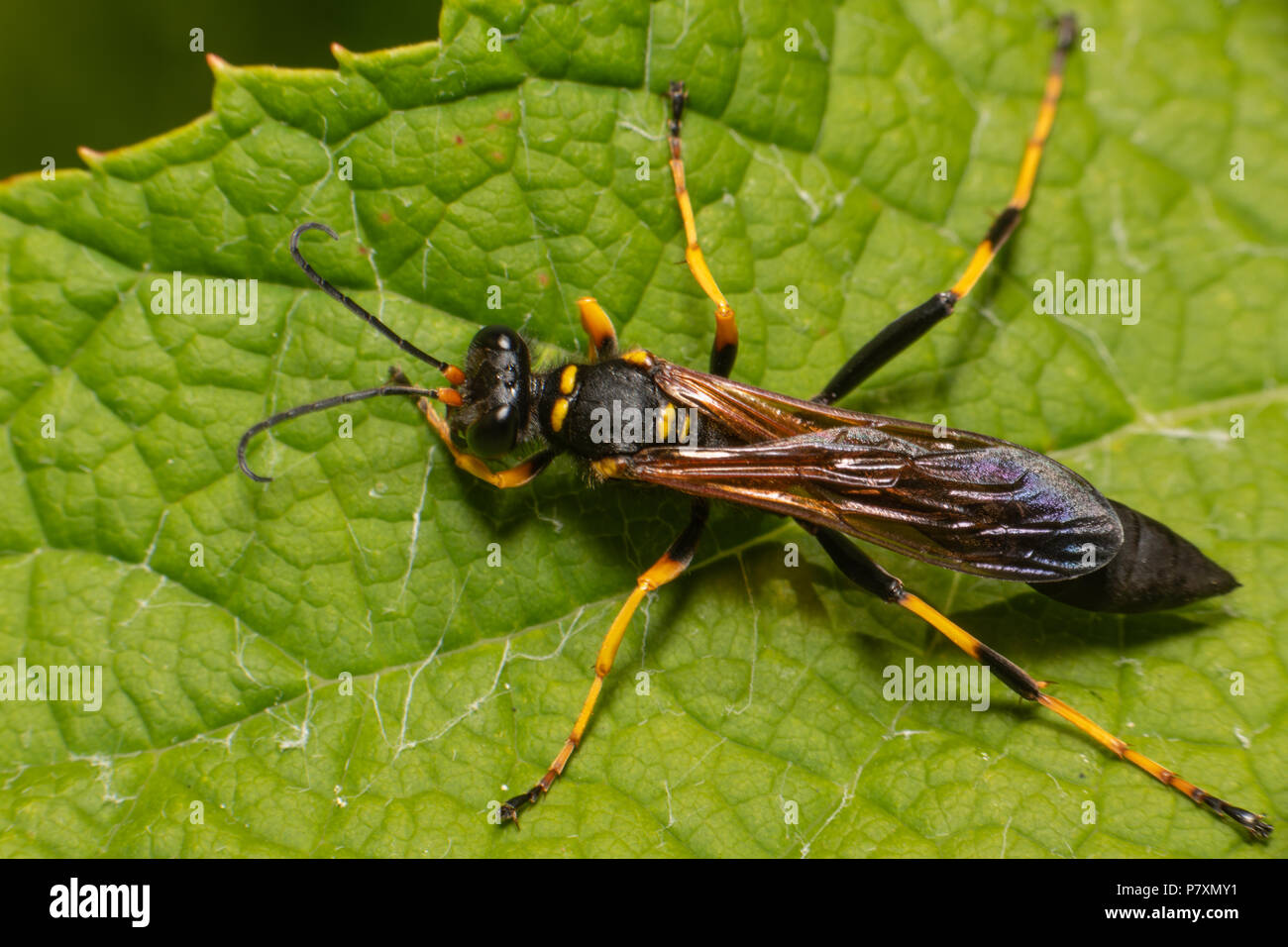 Insects in the garden Stock Photo - Alamy