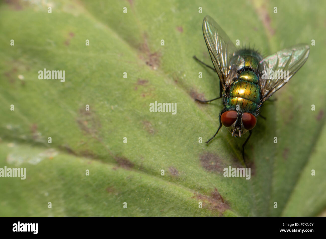 Insects in the garden Stock Photo - Alamy