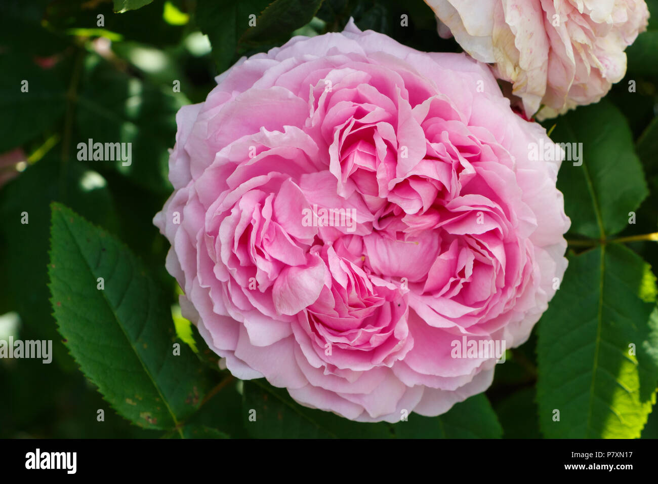 Close-up of pink roses flowers in a garden during spring Stock Photo ...