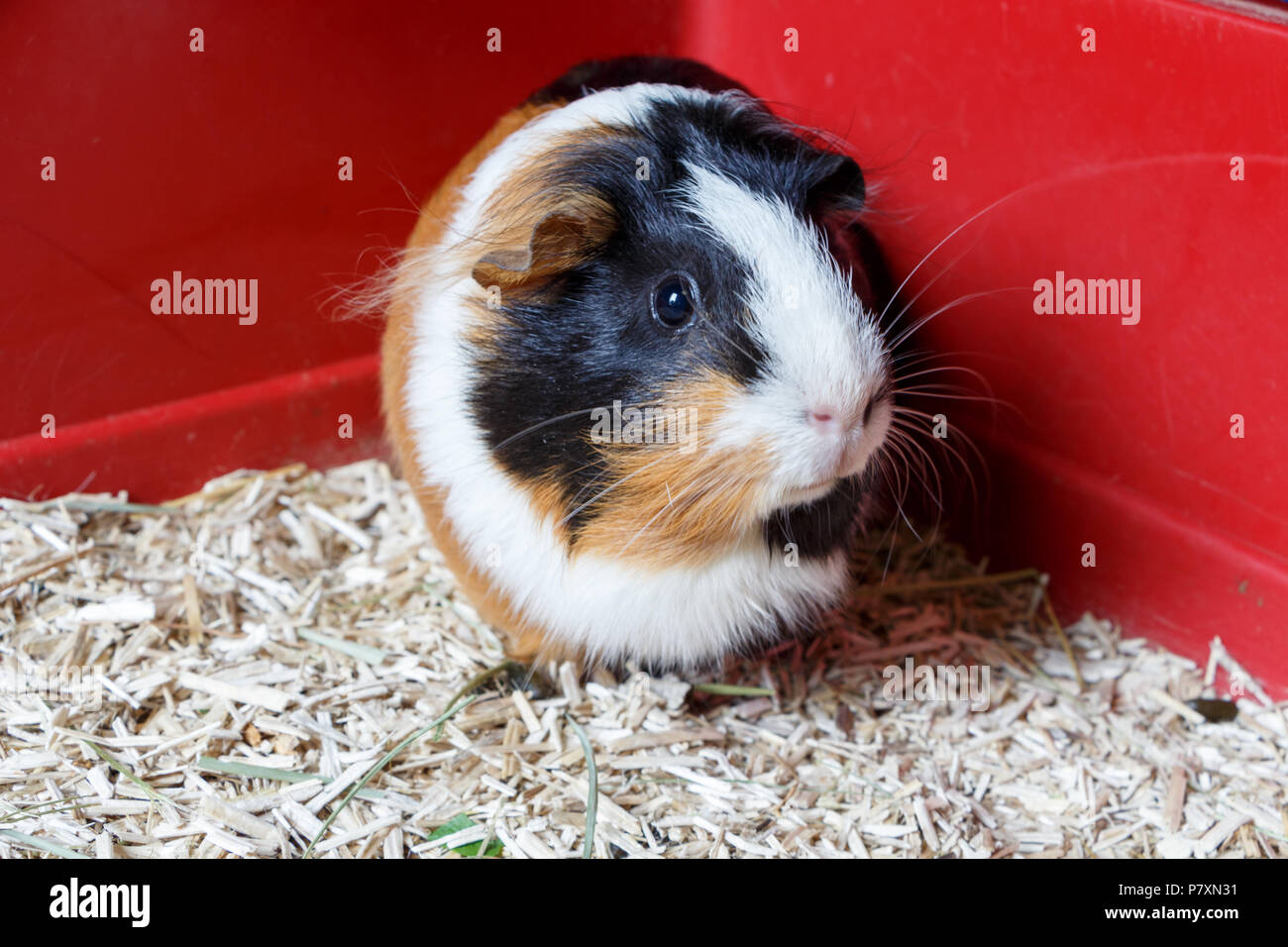 Brown white black guinea pig hi-res stock photography and images - Alamy