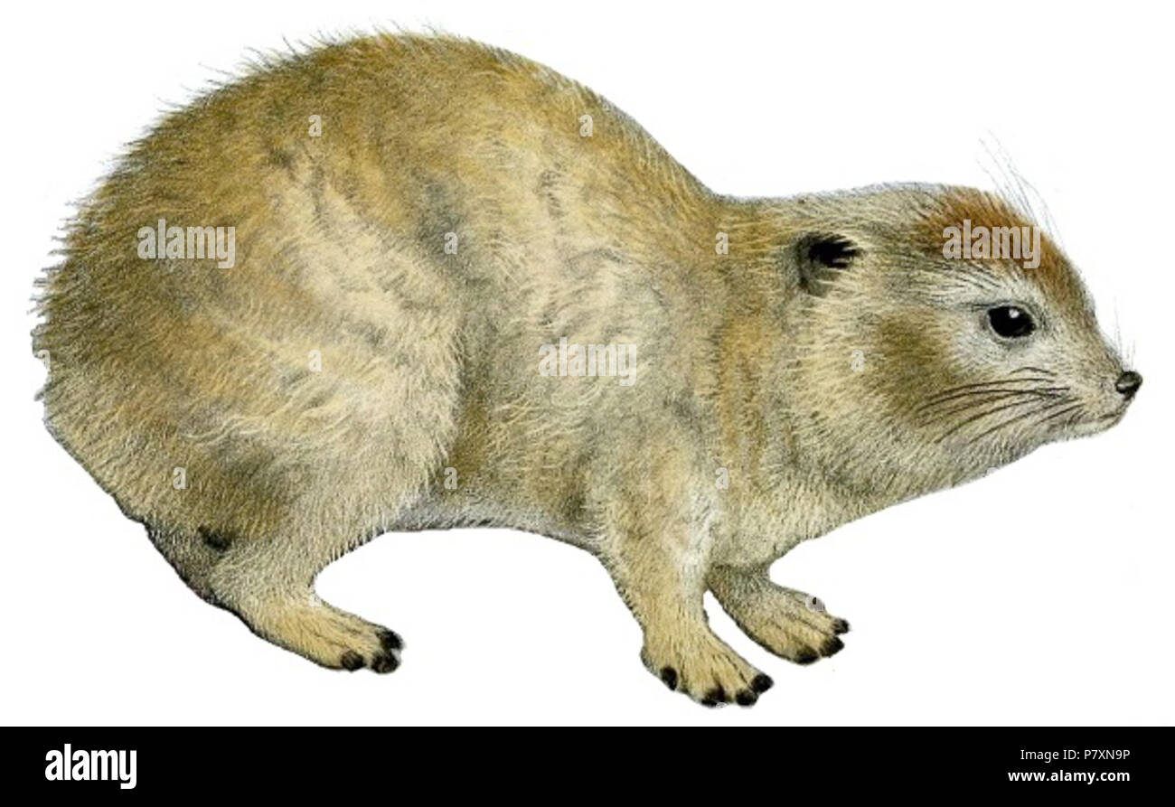 Dendrohyrax dorsalis hi-res stock photography and images - Alamy