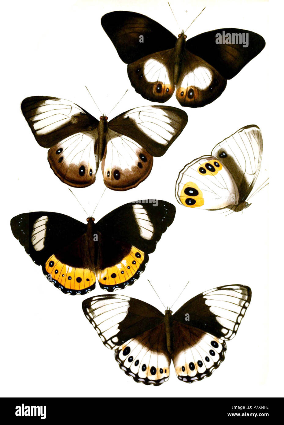 Hypolimnas pandarus hi-res stock photography and images - Alamy