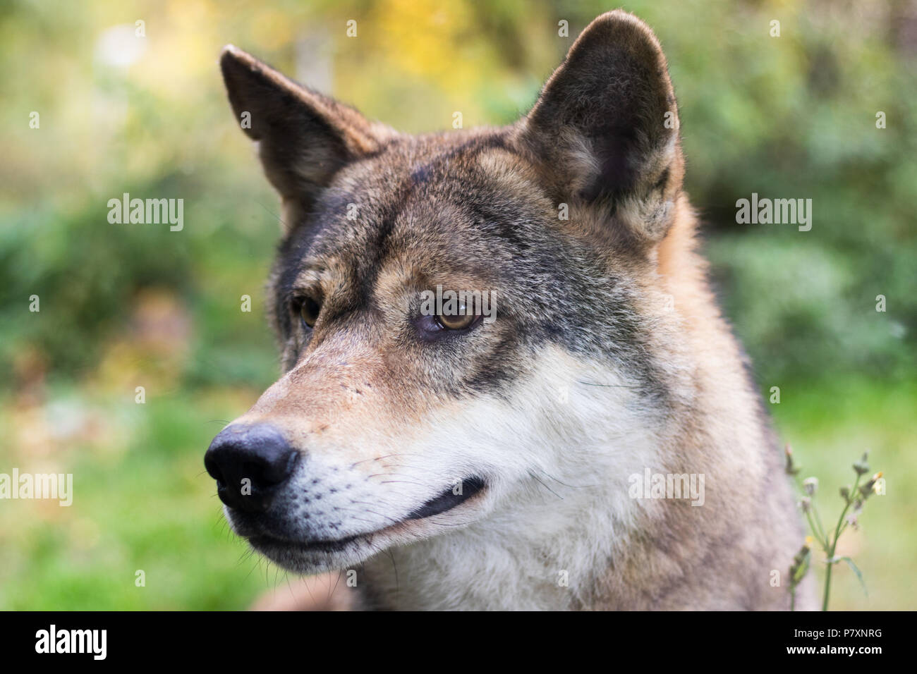 Wolf nose close up hi-res stock photography and images - Alamy