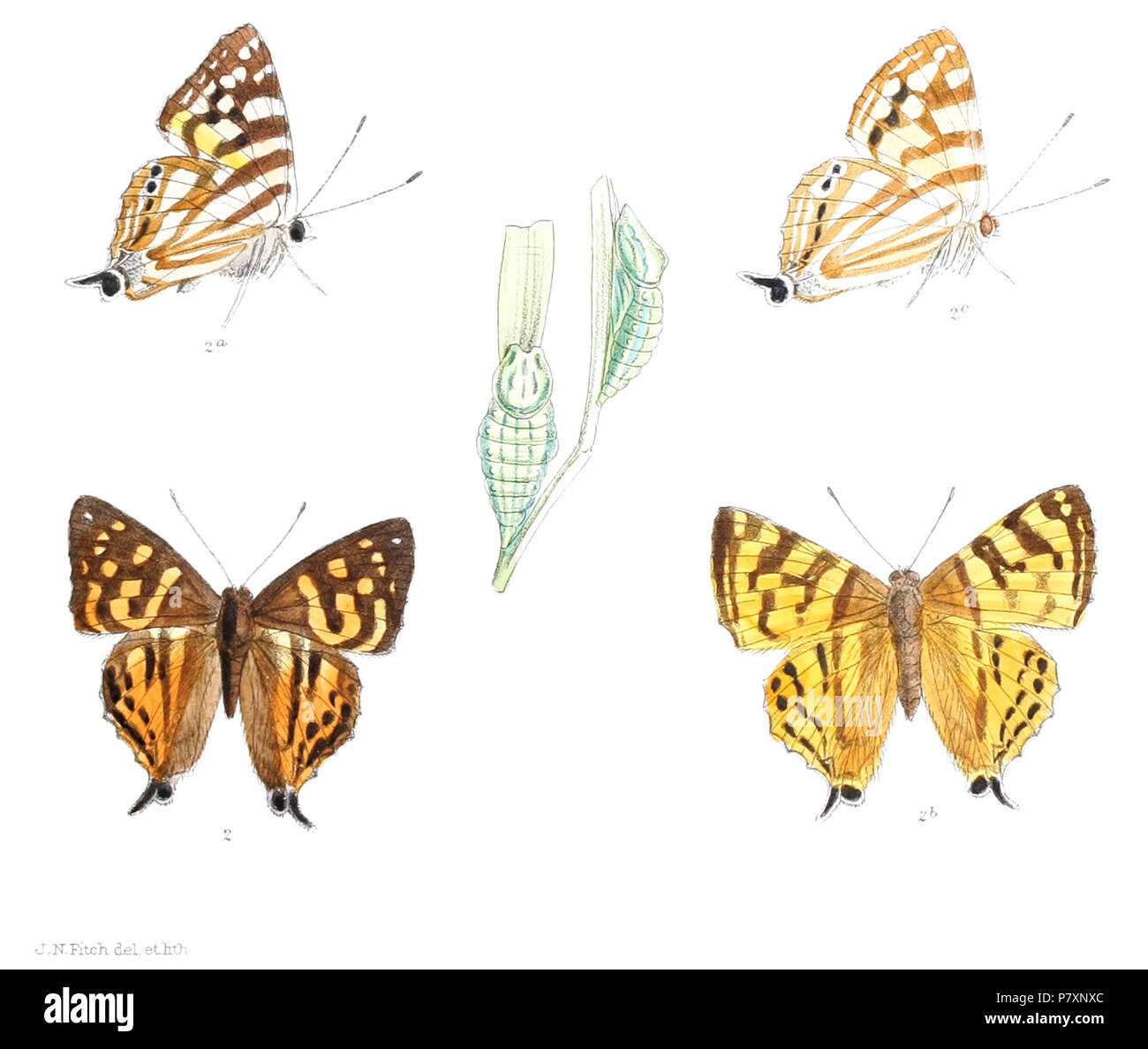 Egeon High Resolution Stock Photography and Images - Alamy