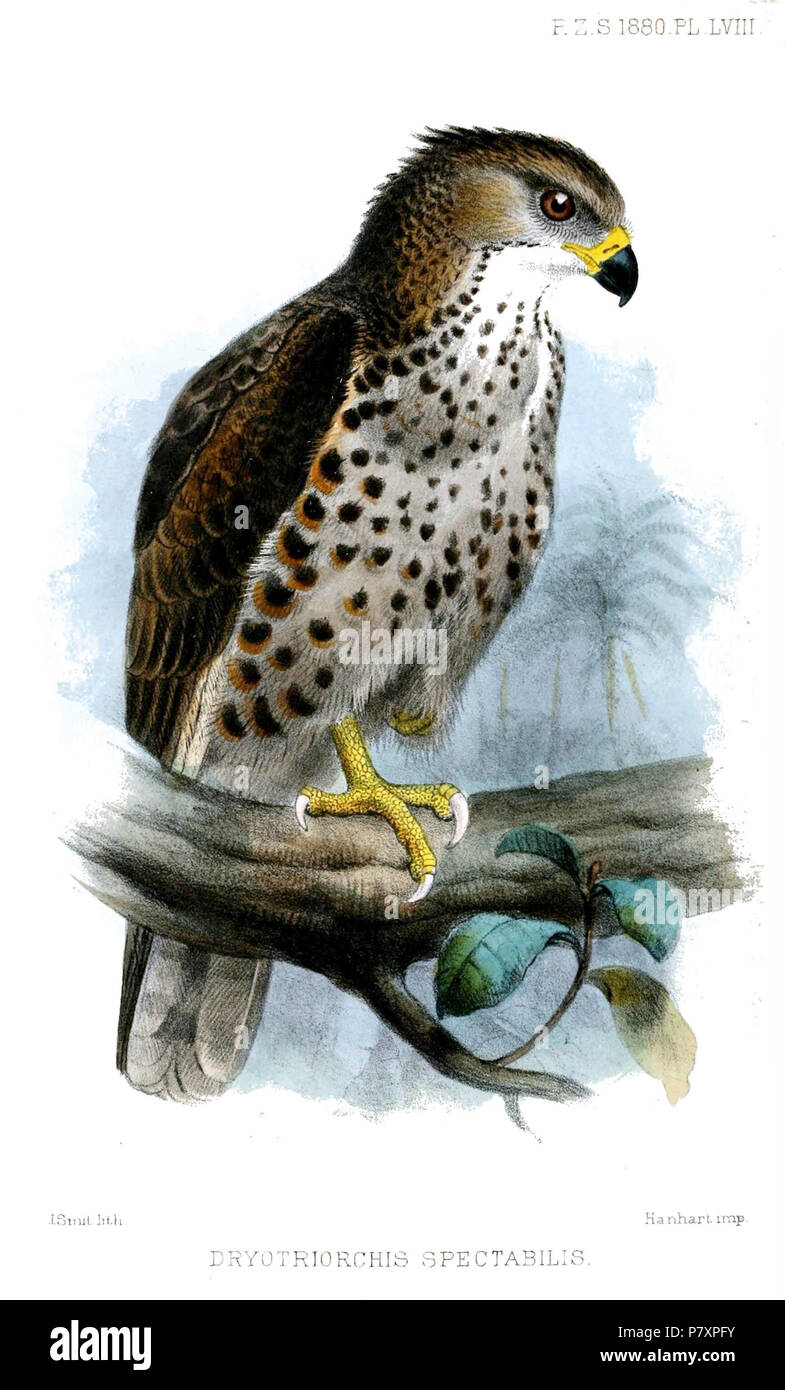 Dryotriorchis spectabilis hi-res stock photography and images - Alamy