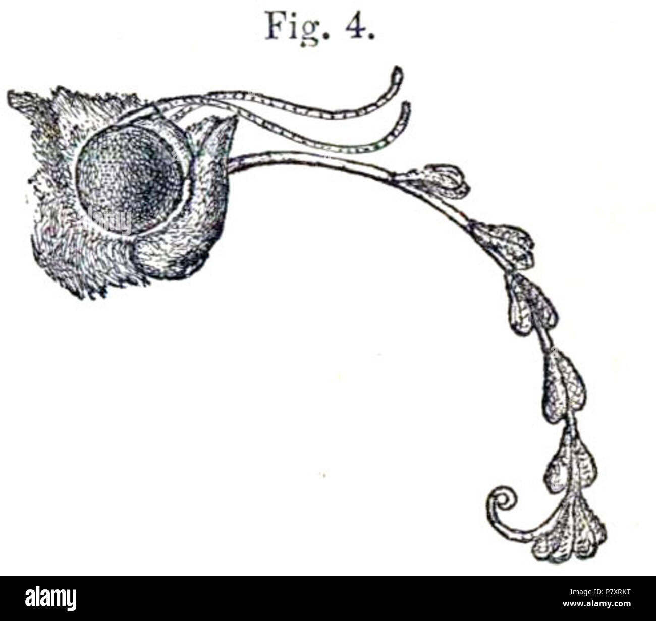 Fertilisation research Cut Out Stock Images & Pictures - Alamy