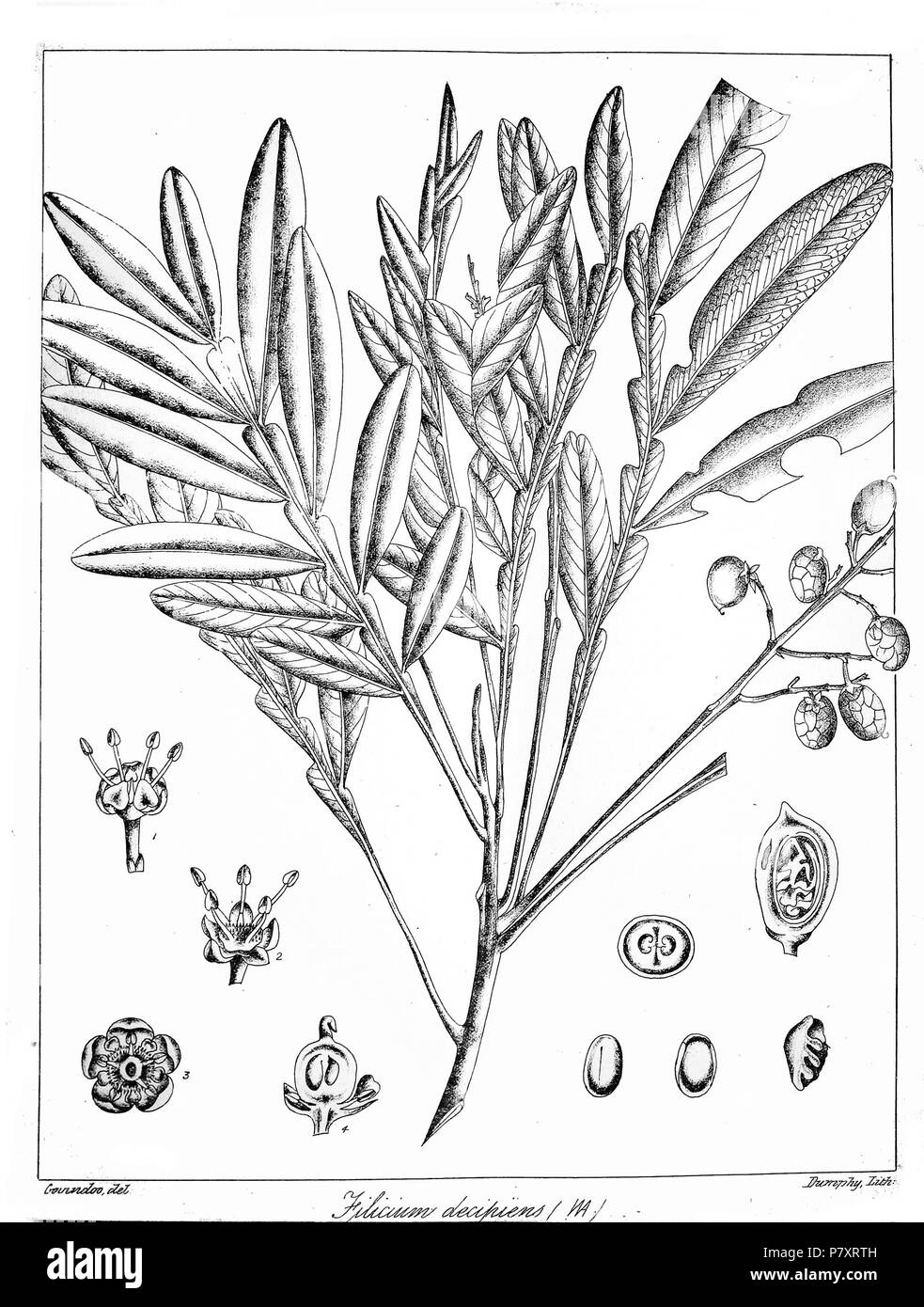 Filicium decipiens hi-res stock photography and images - Alamy