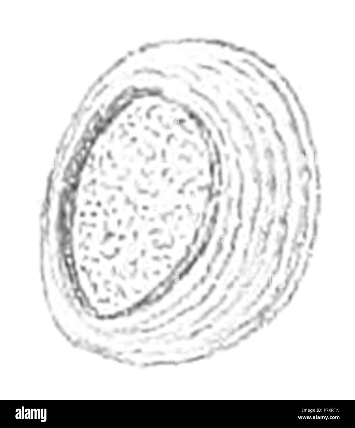 Operculum Black and White Stock Photos & Images - Alamy