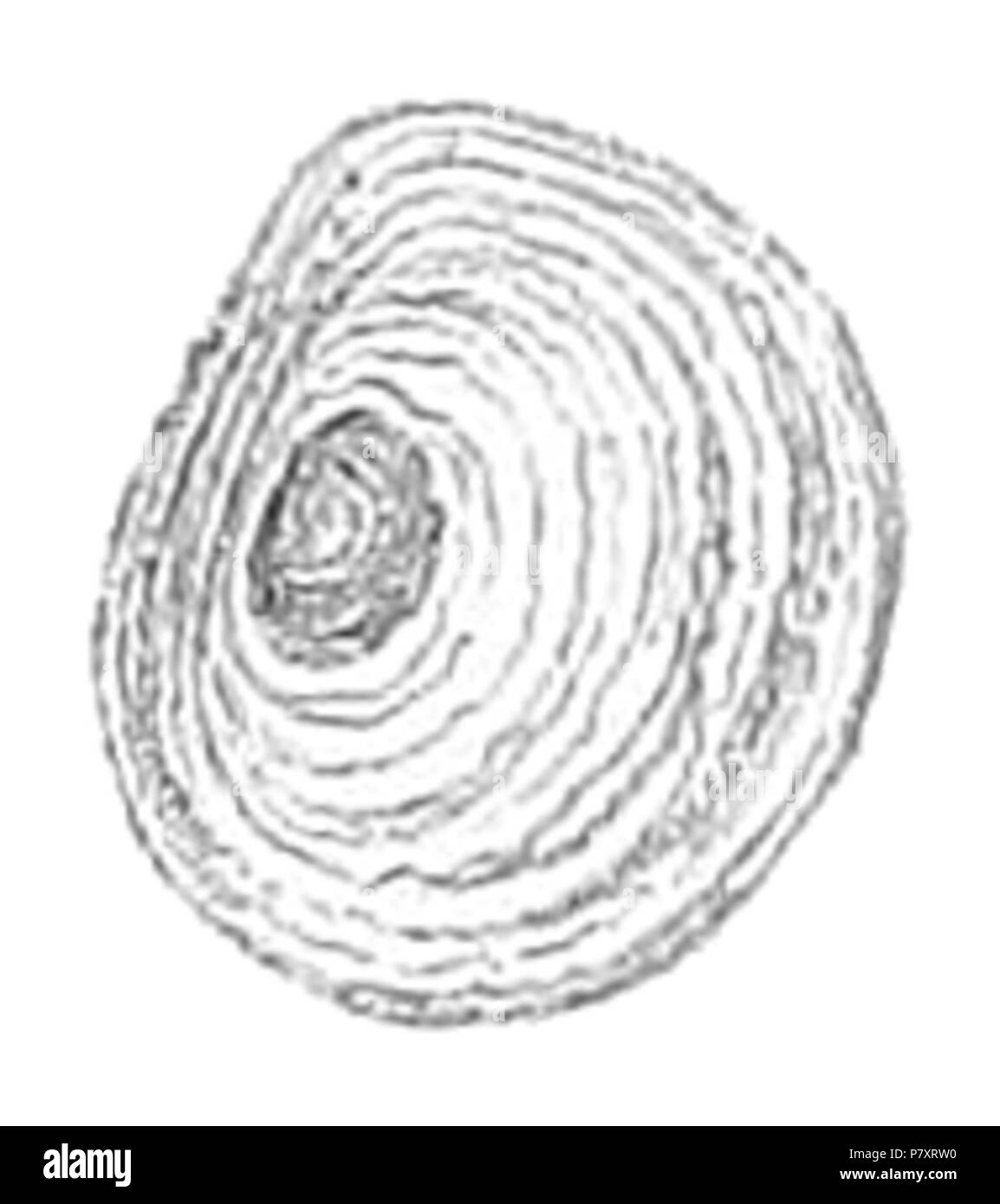 Operculum hi-res stock photography and images - Alamy