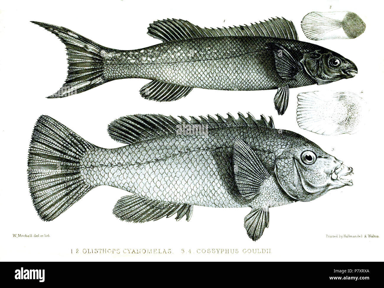 Blue groper Cut Out Stock Images & Pictures - Alamy