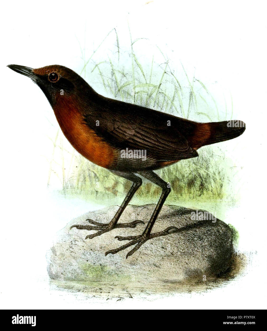 Formicarius rufipectus = Formicarius rufipectus rufipectus Salvin, 1866 ...