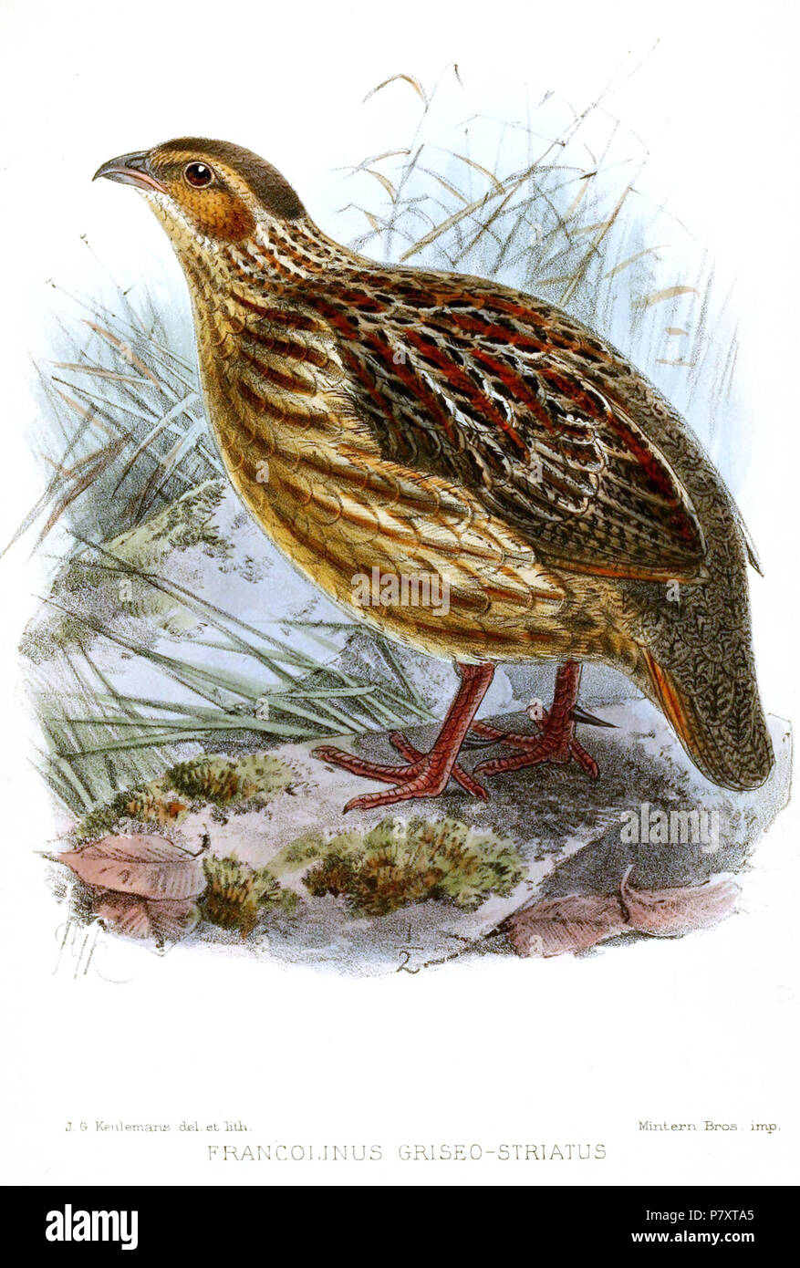 Grey francolin species francolin hi-res stock photography and images ...