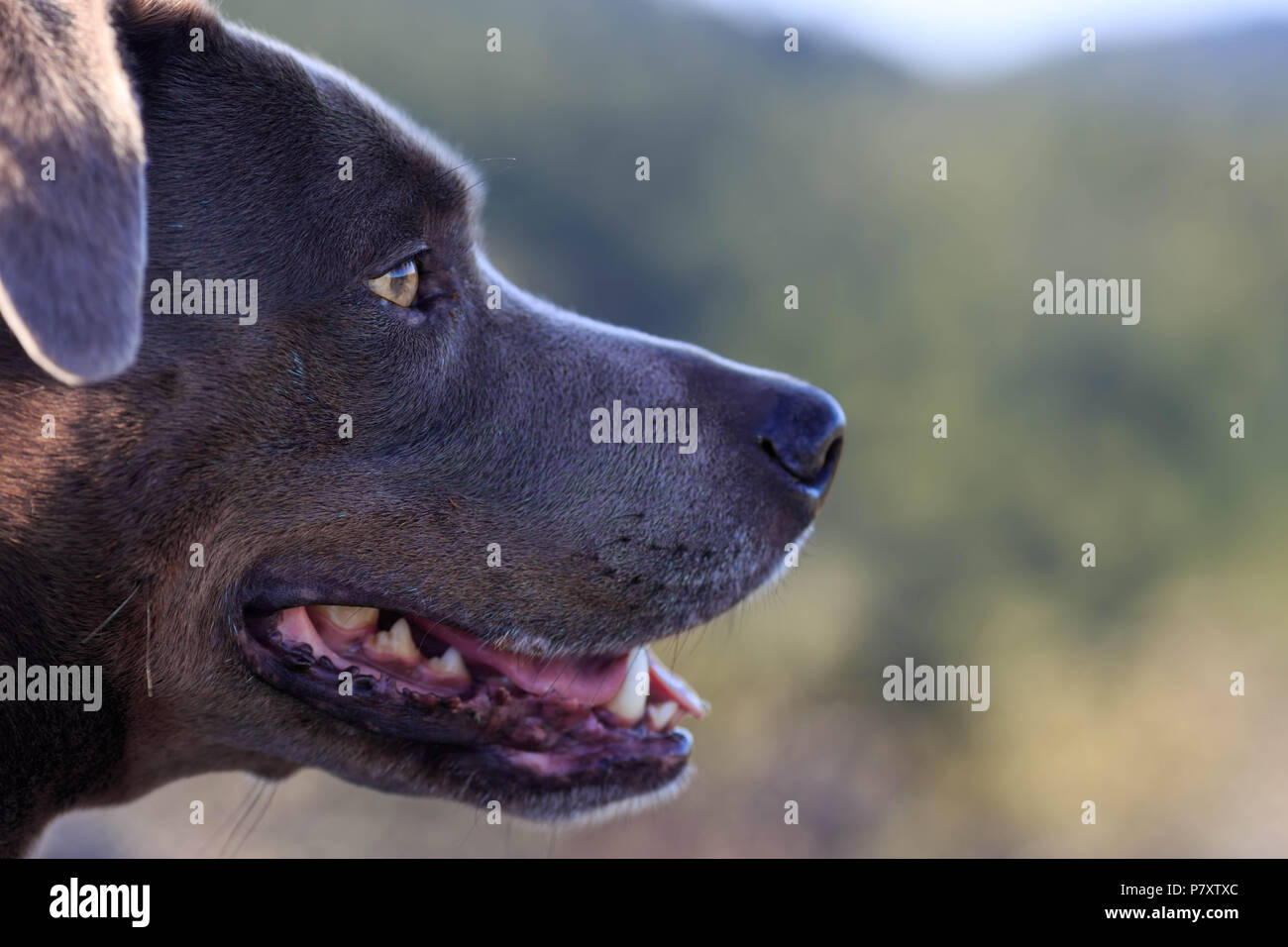 Dog smile teeth hi-res stock photography and images - Alamy