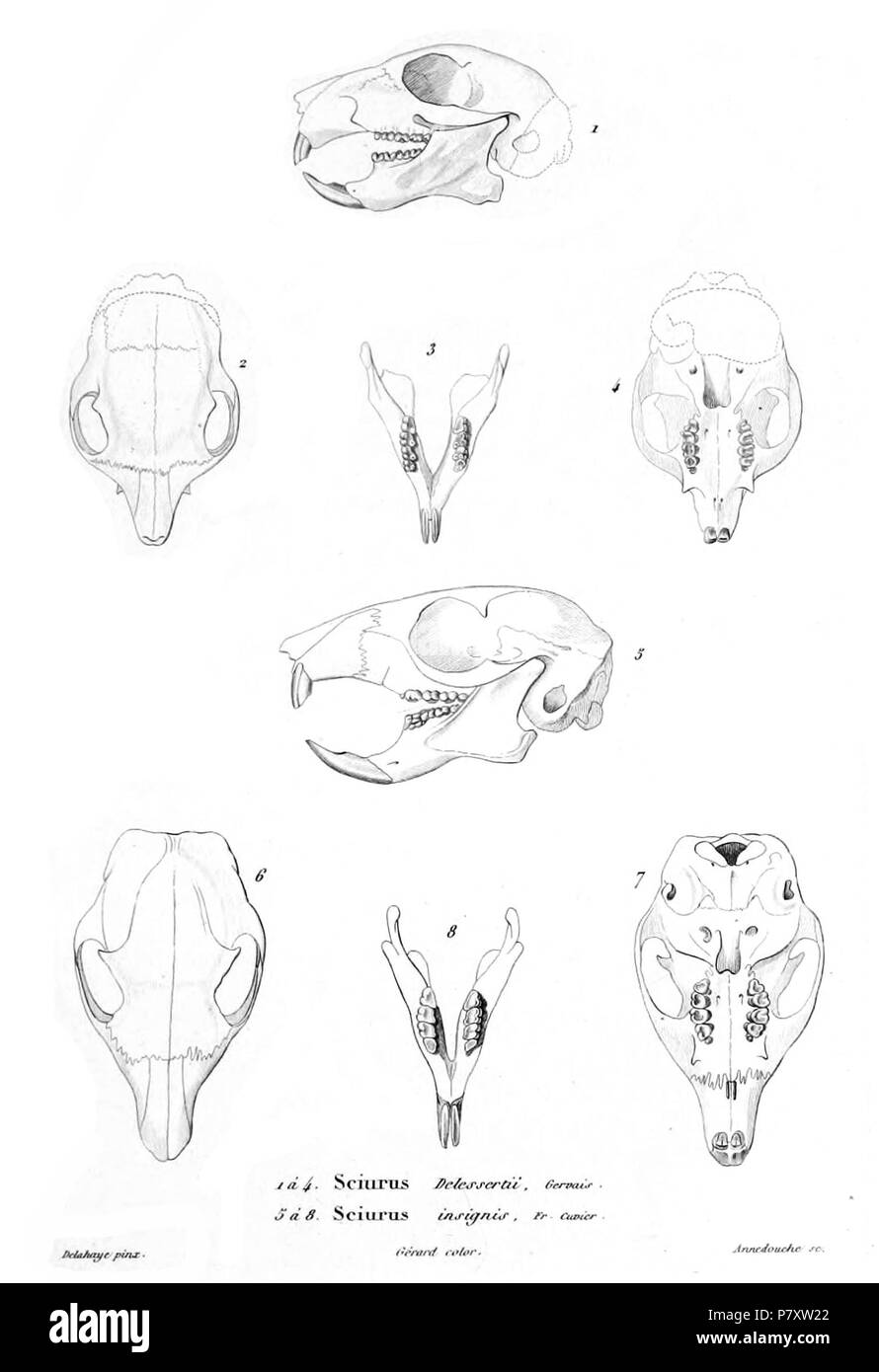 Delesserti hi-res stock photography and images - Alamy