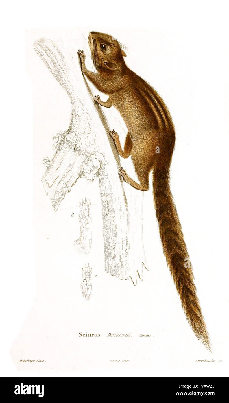 Sublineatus hi-res stock photography and images - Alamy