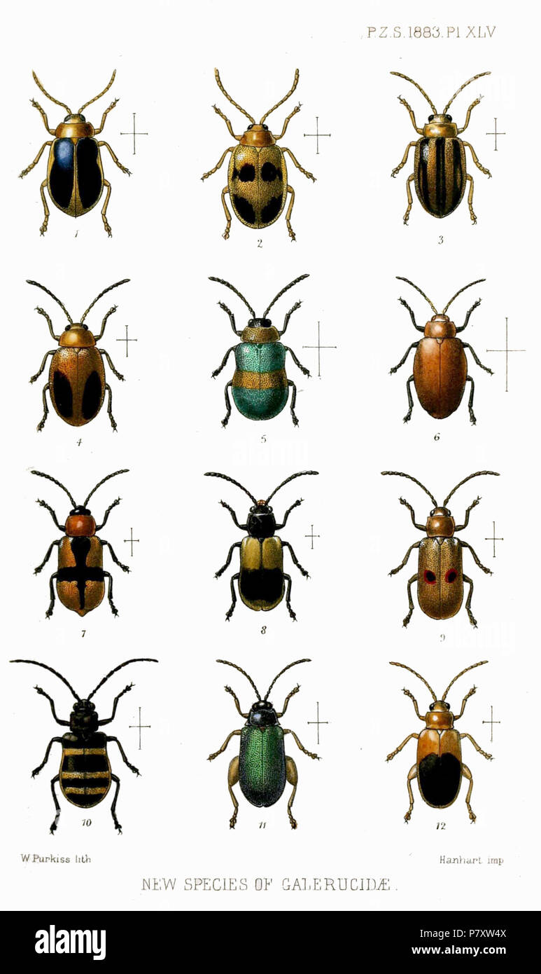 Oides apicalis = Oides apicalis Jacoby, [1884] [Oides] biplagiata ...