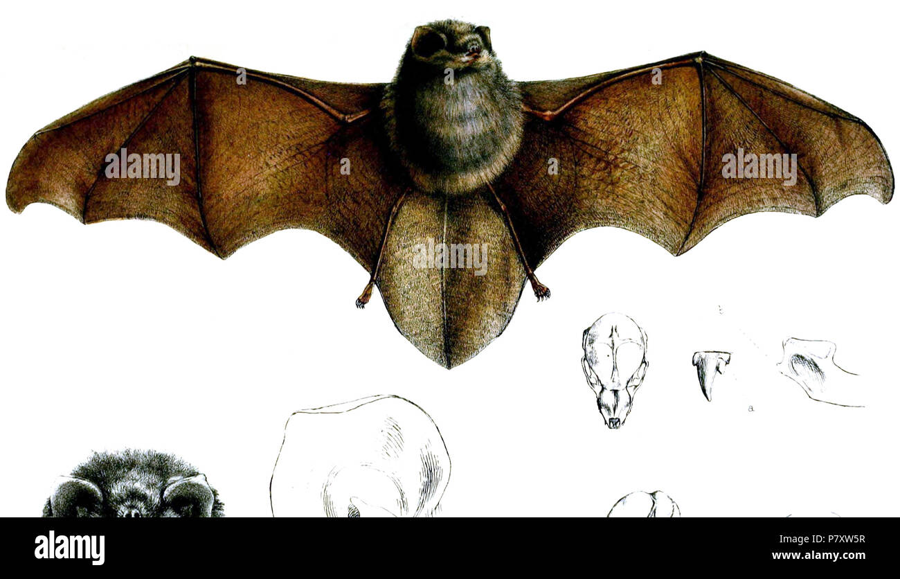 Furipterus cærulescens Tomes = Furipterus annectens annectens (Owen ...