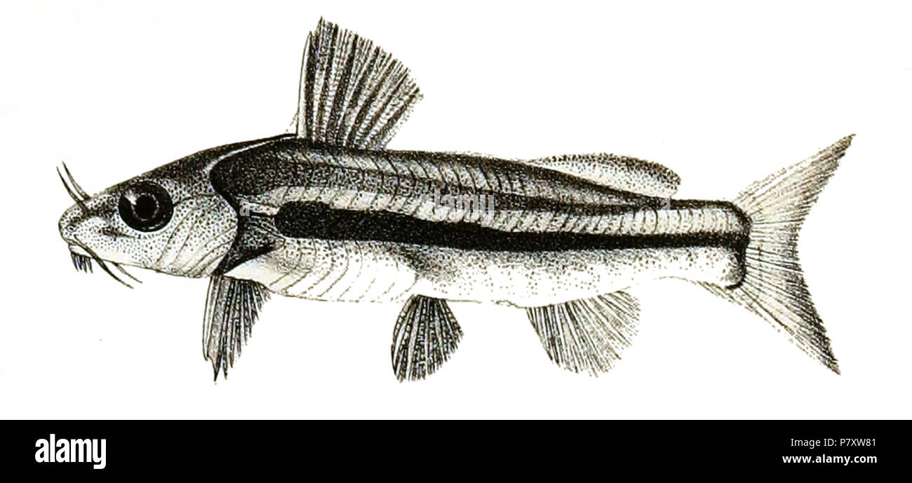 Batasio batasio hi-res stock photography and images - Alamy