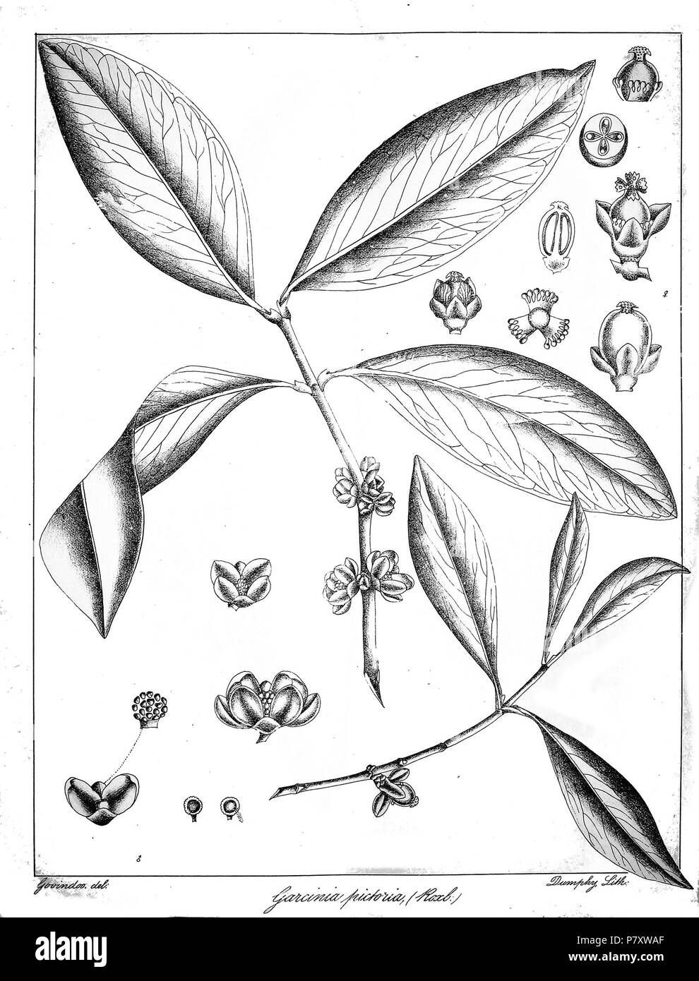 Pictoria hi-res stock photography and images - Alamy