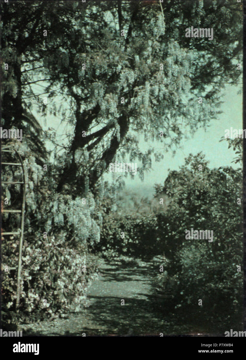 Colour Photograph (Autochrome) of a Garden in Madeira, by Sarah ...