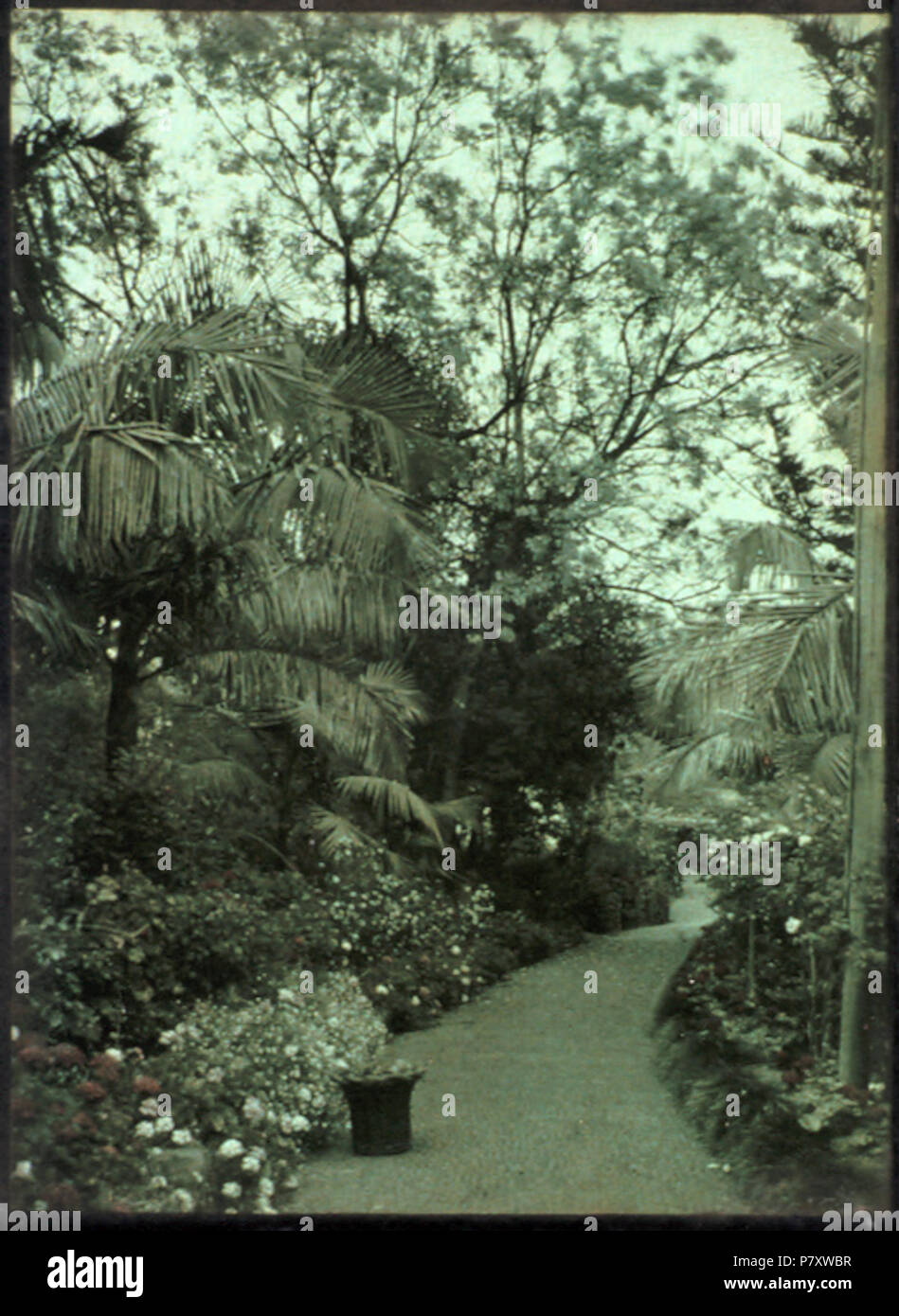 Colour Photograph (Autochrome) of a Garden in Madeira, by Sarah ...