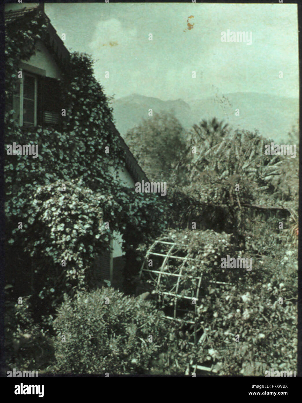 Colour Photograph (Autochrome) of a Garden in Madeira, by Sarah ...