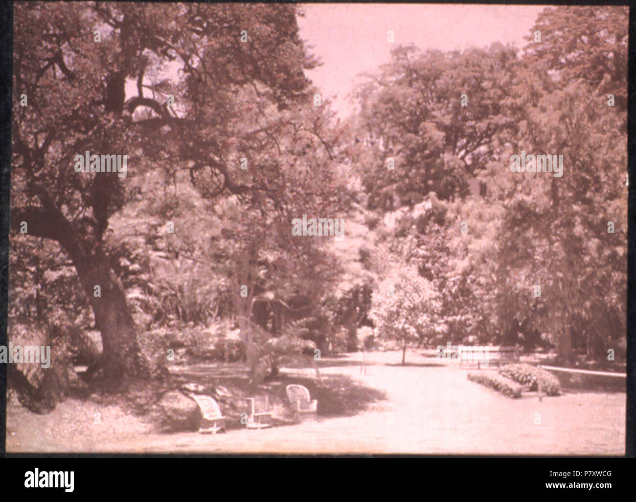 Colour Photograph (Autochrome) of a Garden or Park, by Sarah Angelina ...