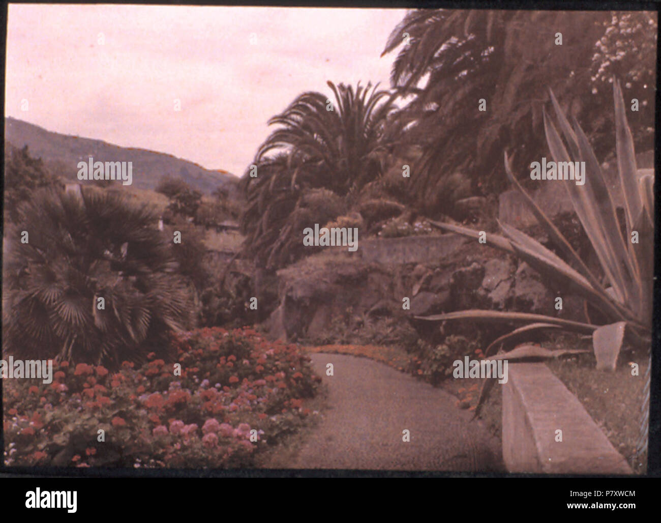 Exotic plants in historic hi-res stock photography and images - Alamy